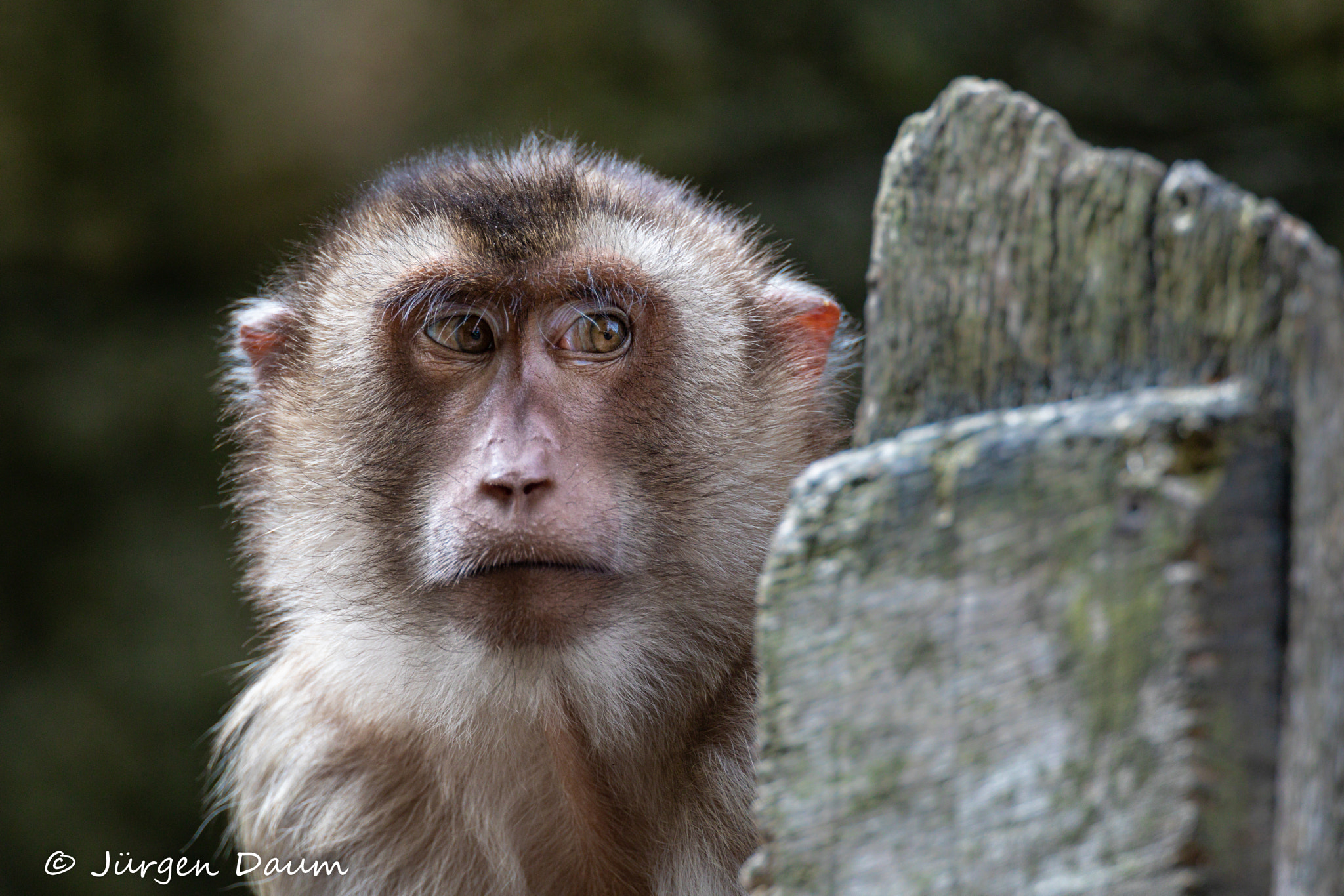 Pig-tailed monkey / Schweinsaffe by Jürgen Daum / 500px