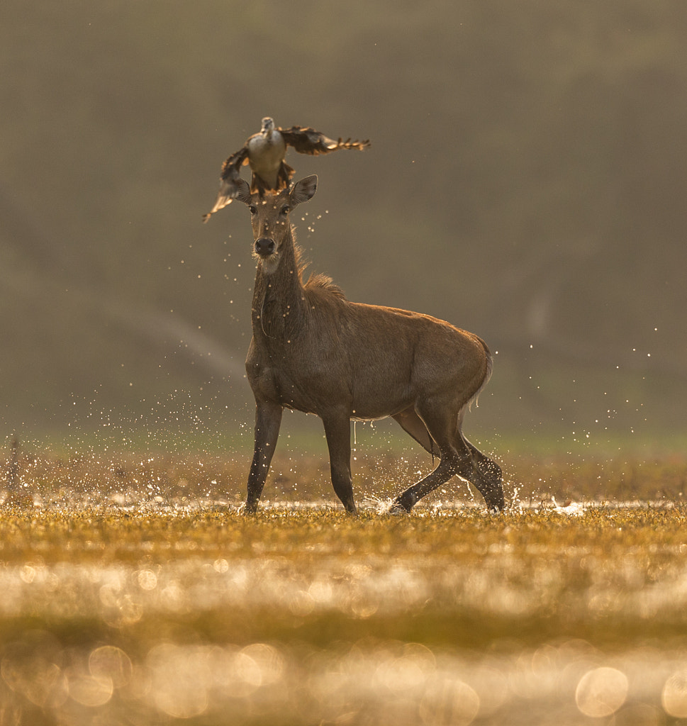 Bluebull Photographed At Thol Bird Sanctuary by Yash Darji / 500px