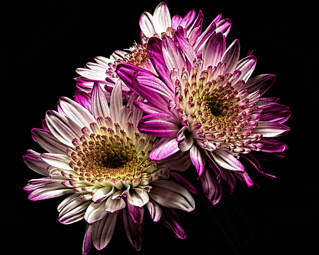 Pink Painted Mums 0123 by Thomas Jerger / 500px