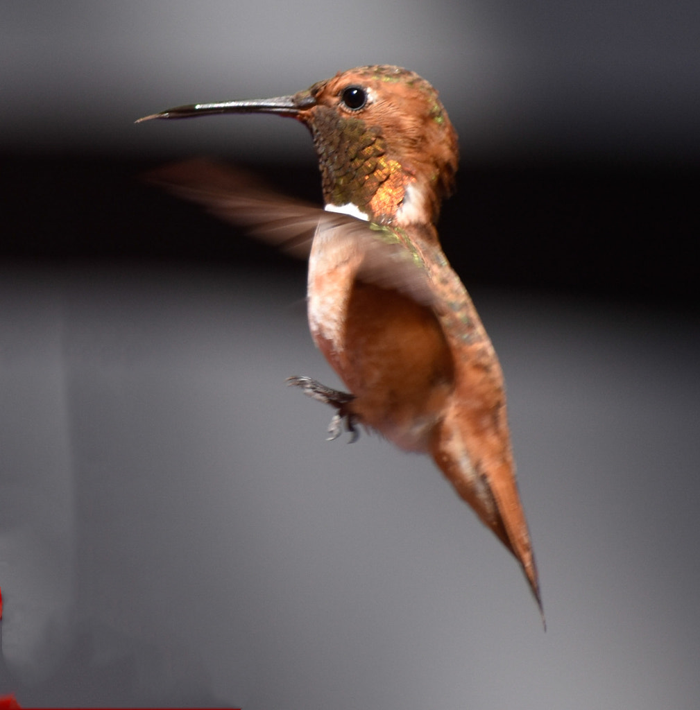 Hummingbird by Duane Kamarainen / 500px