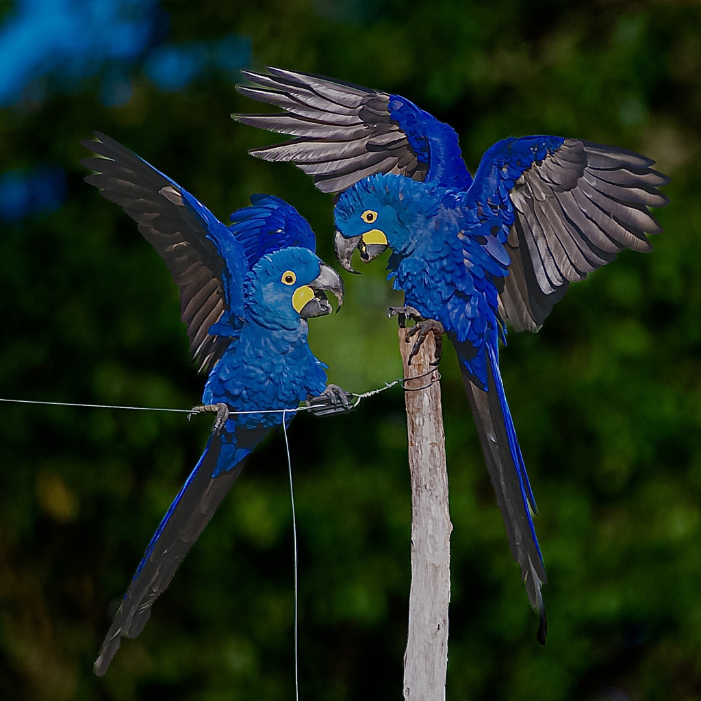 Blue Macaw by Murilo Do Rego Lins / 500px