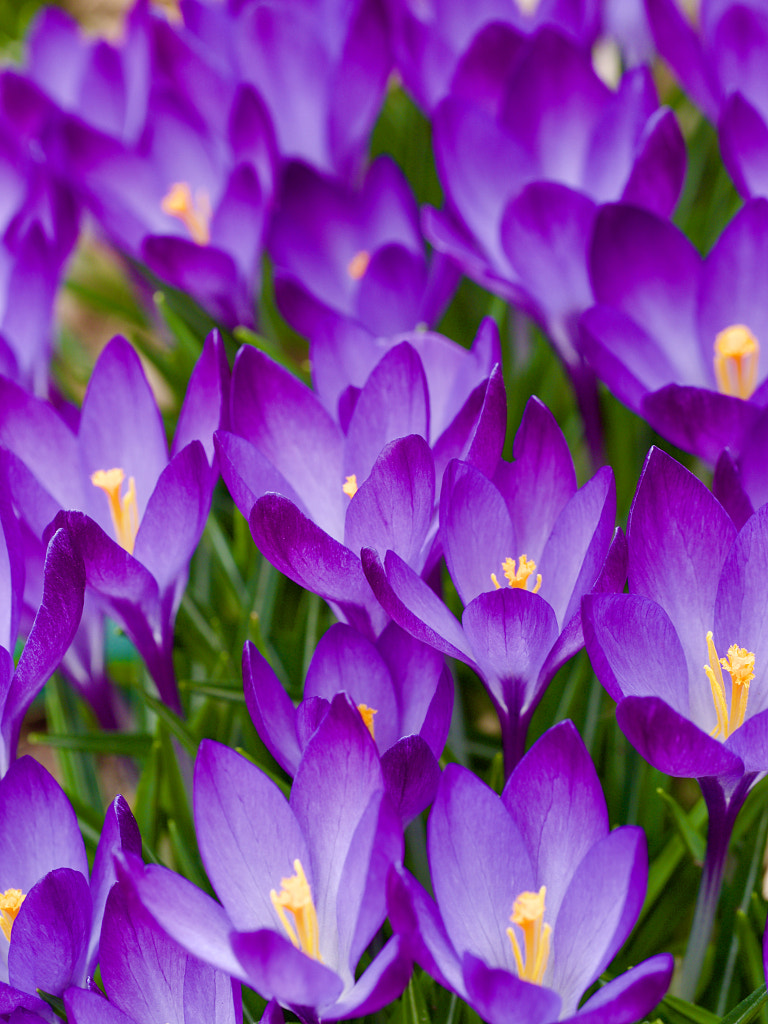 Dreaming of springtime … by Bill Cowles / 500px