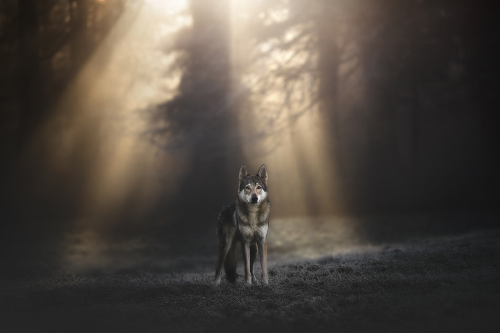 wild soul by Anne Geier / 500px