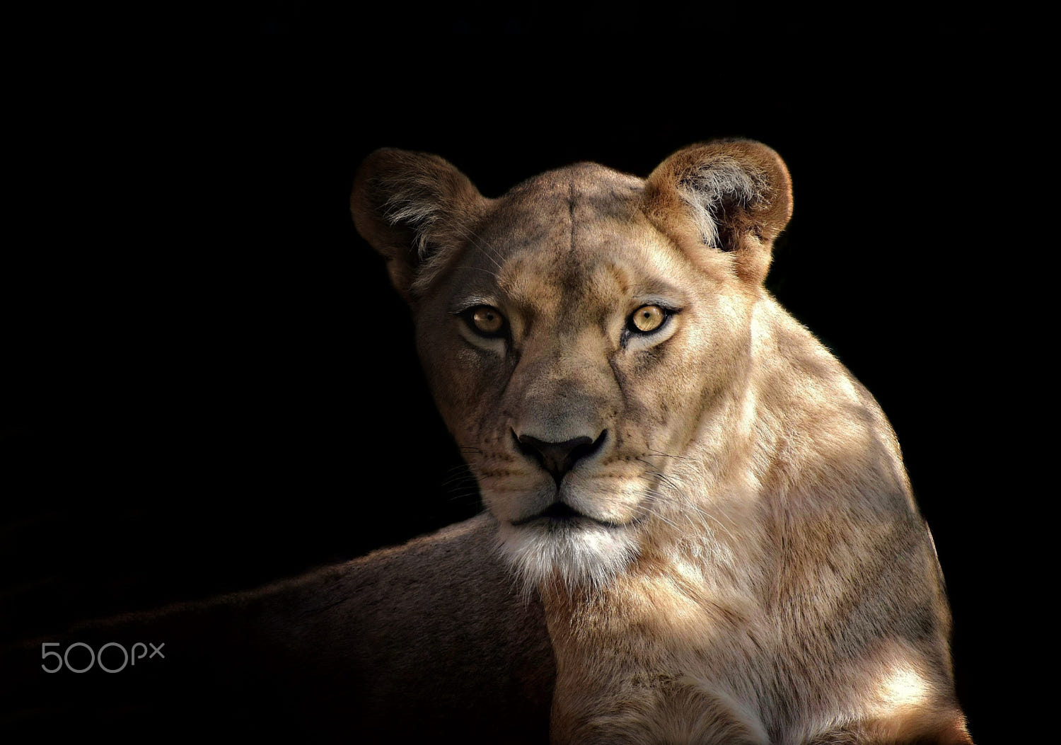 Barbary lion by Anna Valova / 500px