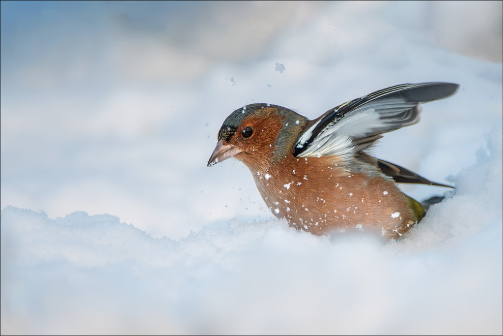 soft landing... by Hans Rentsch / 500px