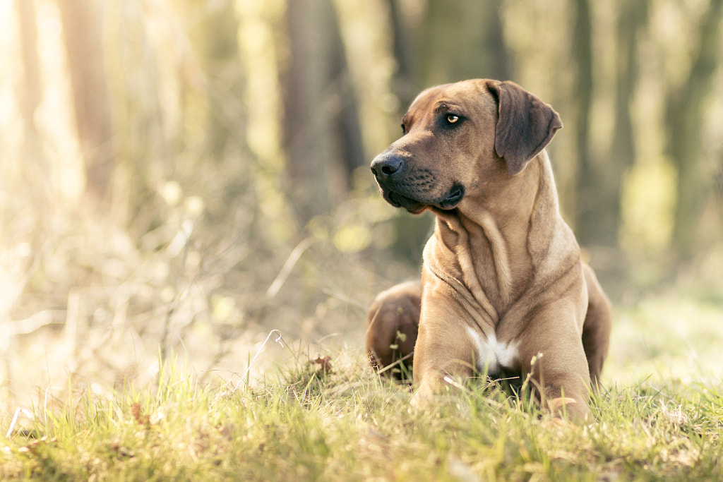 Shaman the demon by Photo Dogs / 500px
