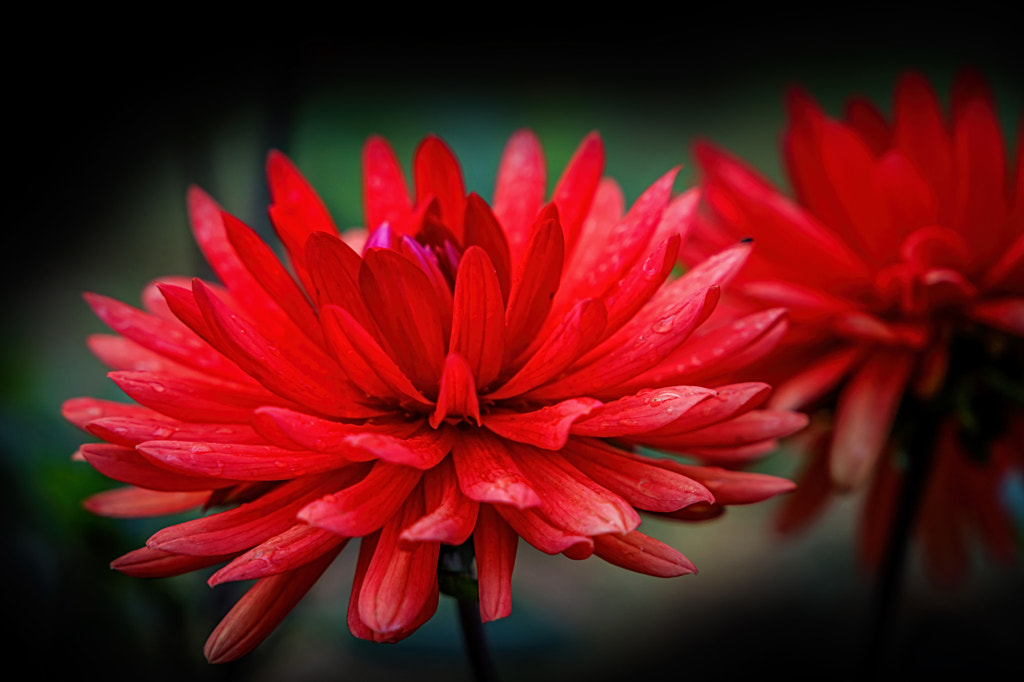 Dahlia by Inge David / 500px