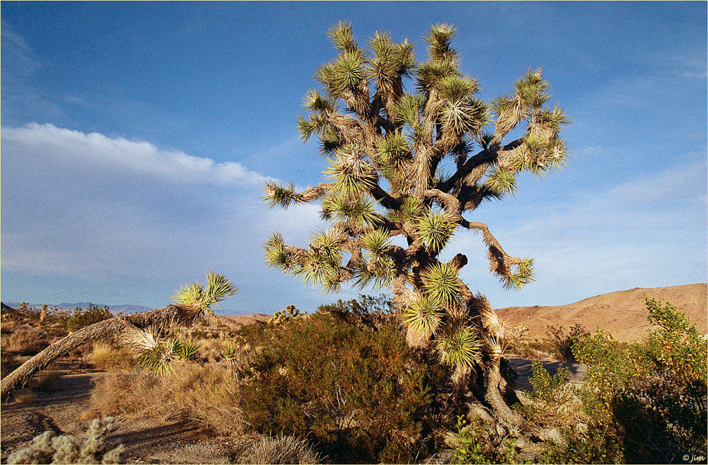 The Main Attraction by Jim Bonner / 500px