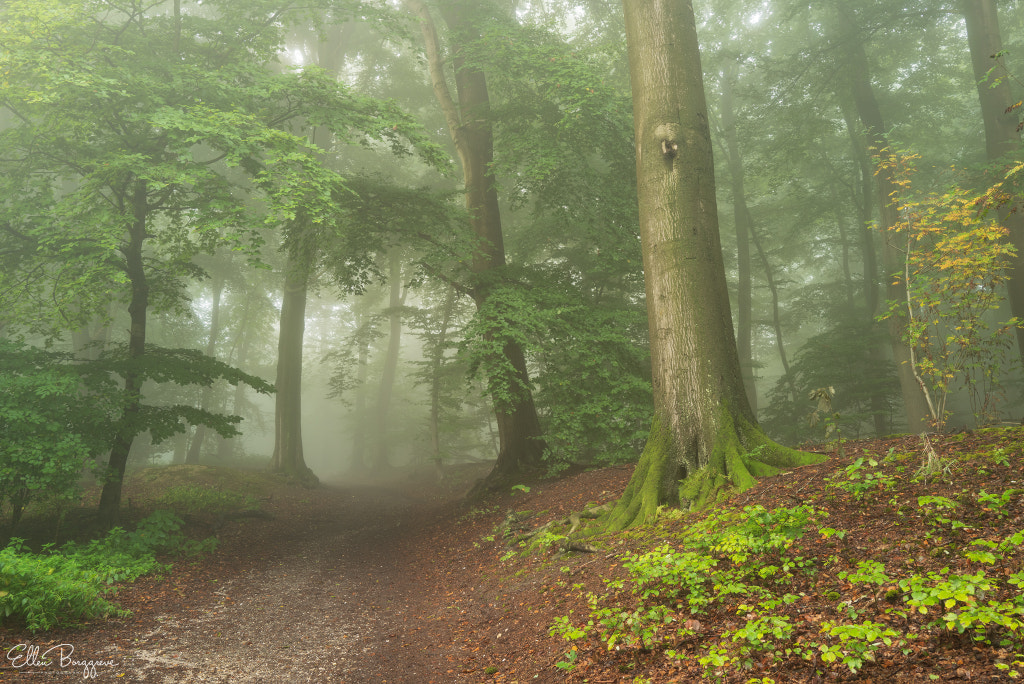 Heart of the Forest by Ellen Borggreve / 500px