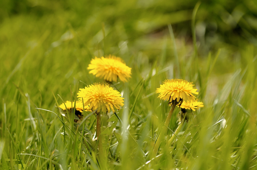 Spring miracle by Cristian Ilinca / 500px