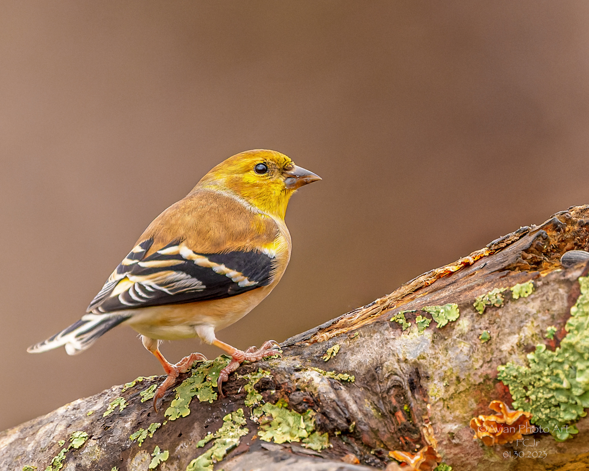 American Goldfinch Non Breeding Male By Fran Czemerda Jr 500px
