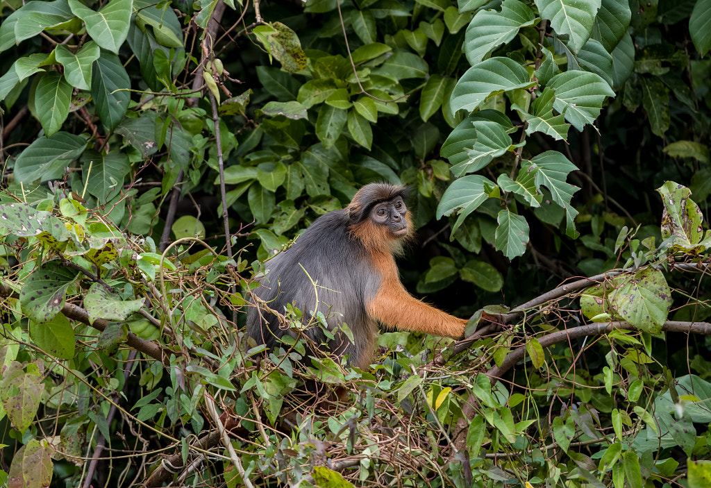 Western Red Colobus Monkey, Gambia 2022 by hennie dekker / 500px