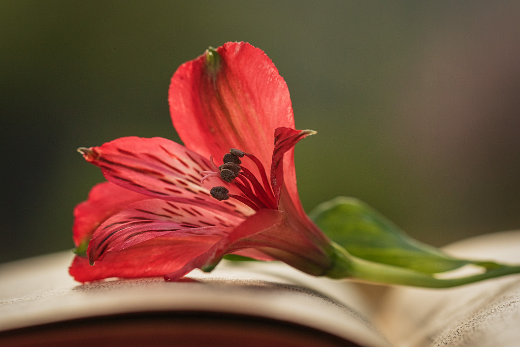 In loving memory of my son by Helen Bui / 500px