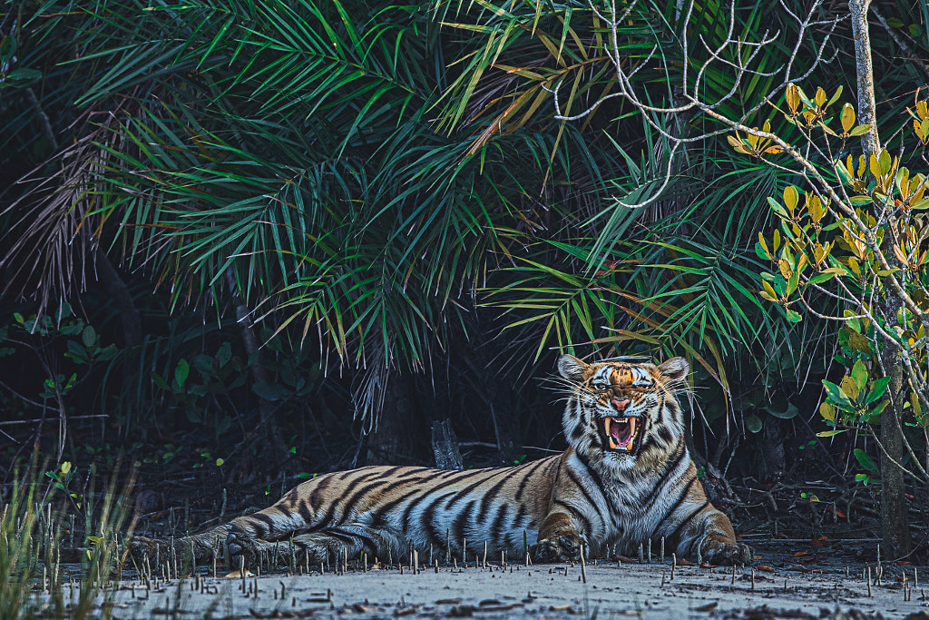 Swamp Tiger by Sudipta Chakraborty / 500px