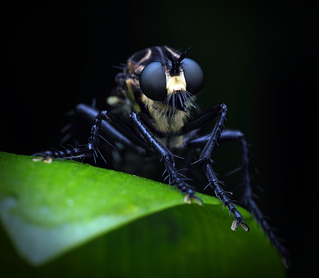 Assassin! by Tom Musson / 500px