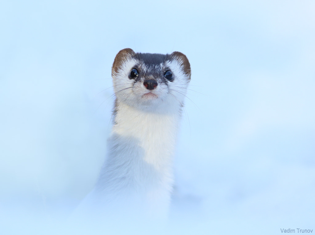 Weasel by Vadim Trunov / 500px