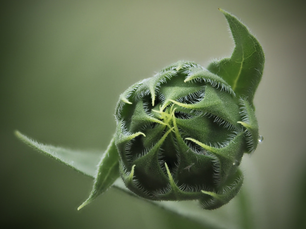 The beginning … by Bill Cowles / 500px