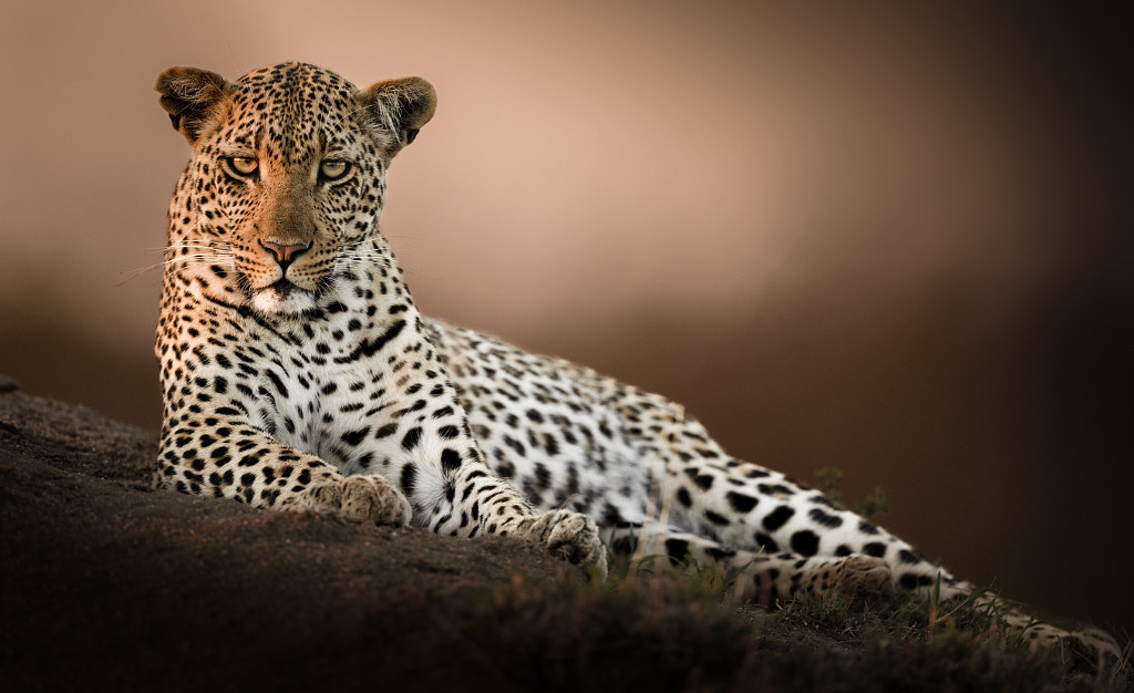 posing leopard by Bettina Villabruna / 500px