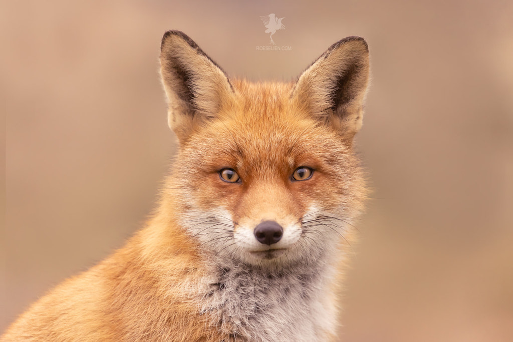 Fantastic Mr Fox by Roeselien Raimond / 500px