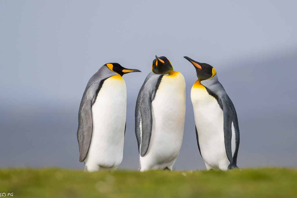 Three-way debate (King Penguins) by Patrick Gallet / 500px