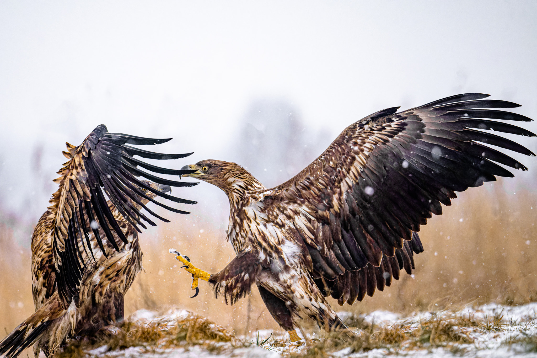 Meeting the White-tailed eagle by Ruzhdi Ibrahimi / 500px