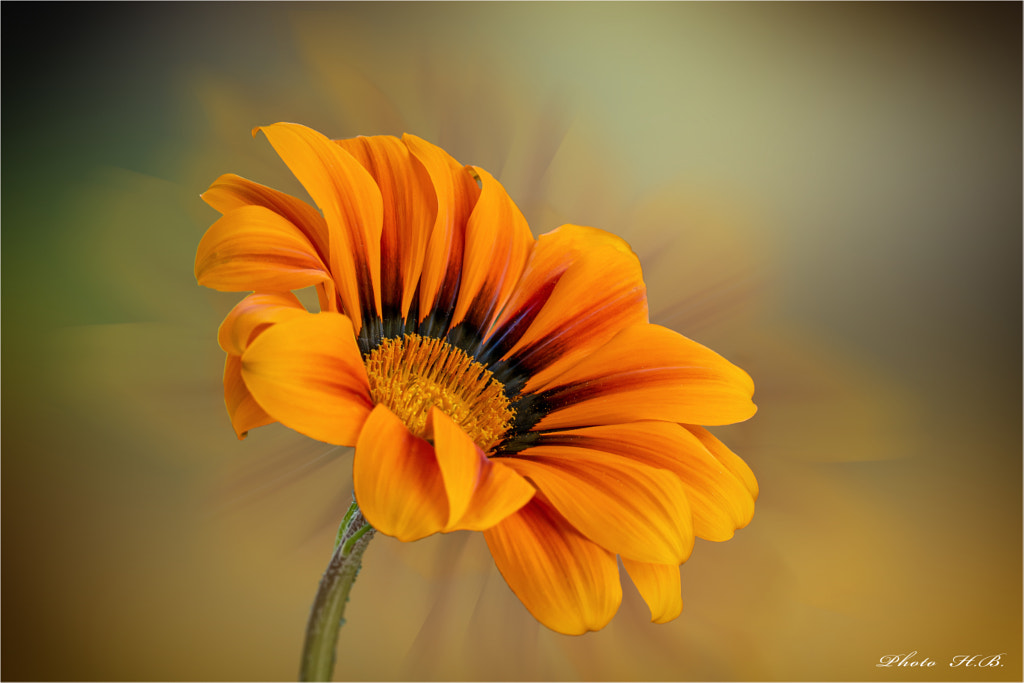 Memory of summer by schattenlicht / 500px