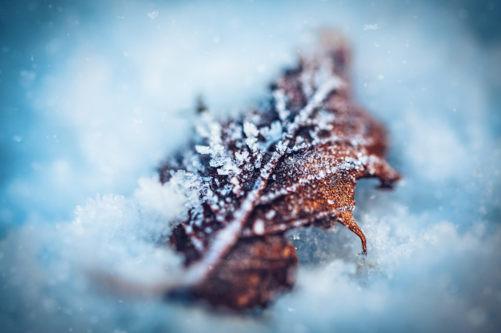 winter magic by Emily / 500px