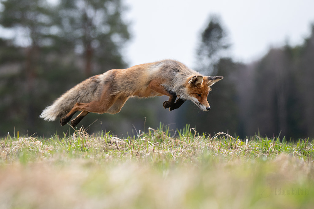 Fox by Dariya Ostapenko / 500px