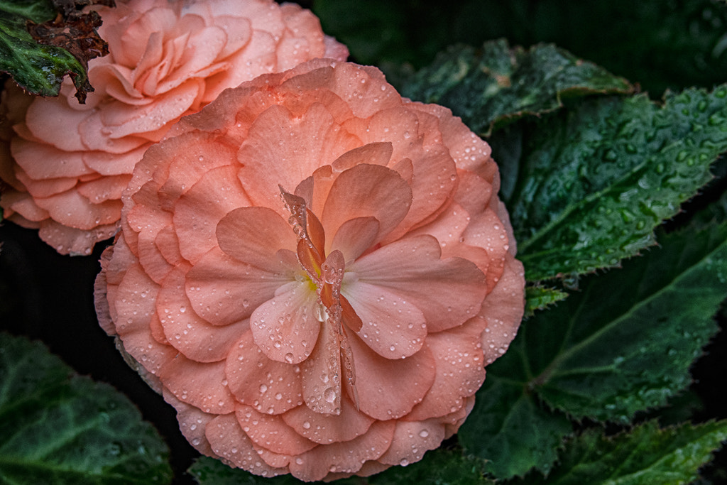 Rainy Day Begonias by Barbara Russell / 500px