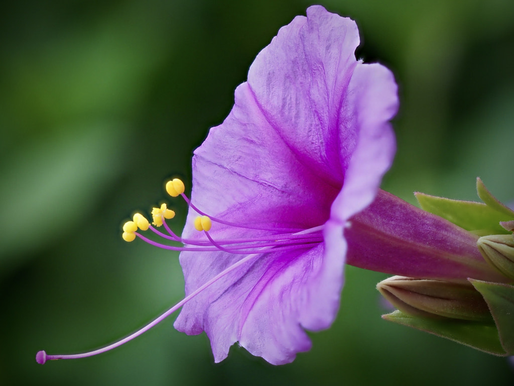 Purple trumpet blows pollen … by Bill Cowles / 500px