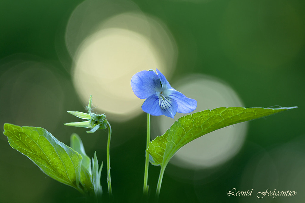 Heath Violet Portrait by Leonid Fedyantsev / 500px