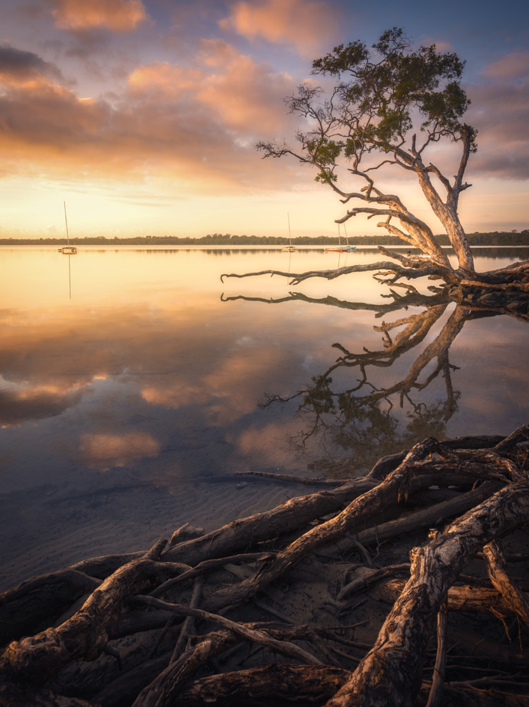Weyba Tree by Glen Sinclair / 500px