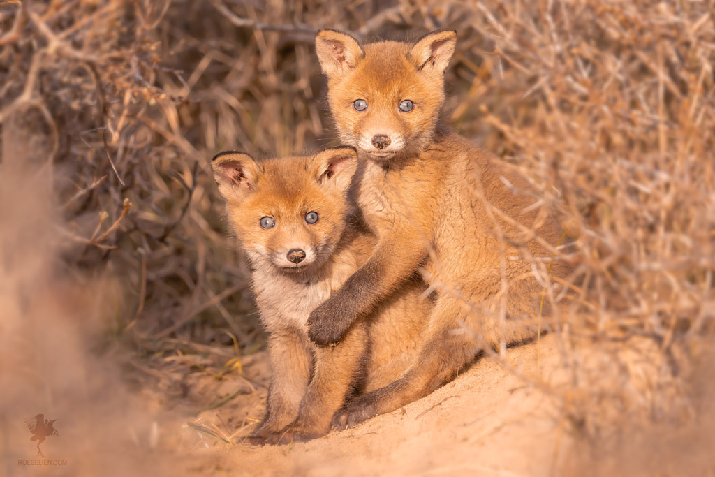 Cute Fox Kits by Roeselien Raimond / 500px