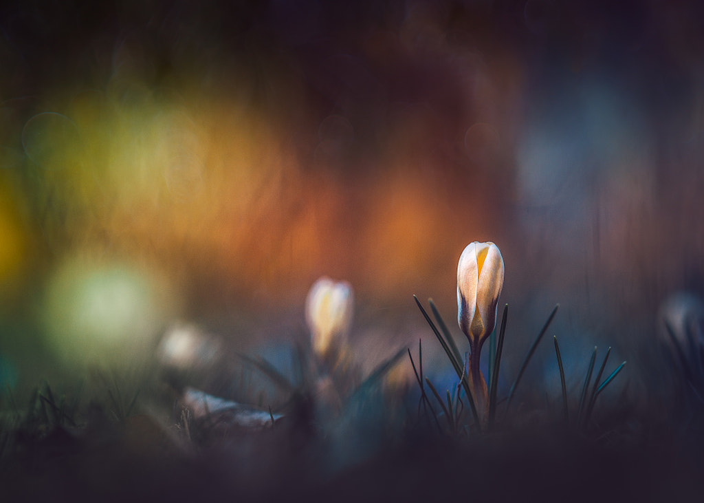 _DSC2737 by Robert Marzec / 500px