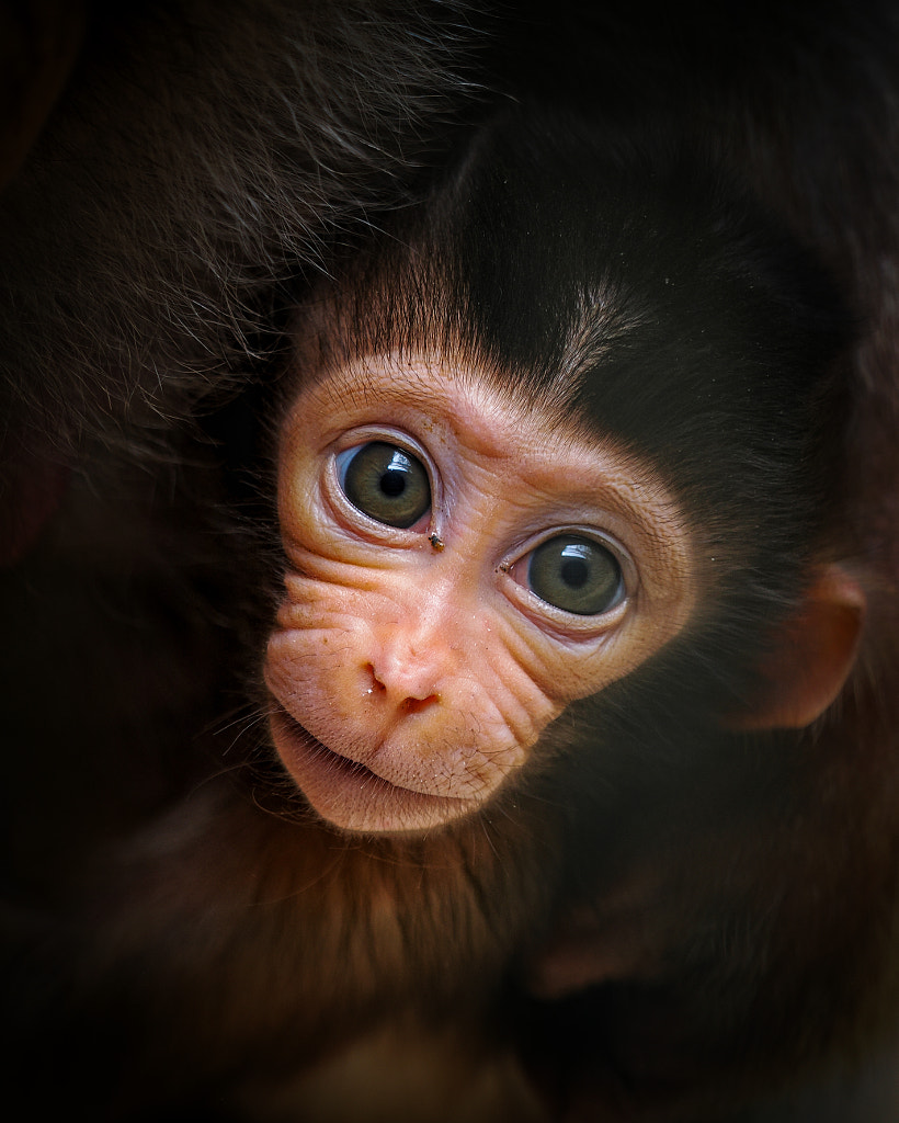 baby beruk by Endra Agust / 500px