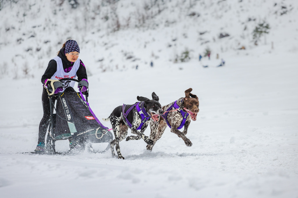 Sledding Dog Race by Fero Gomboš / 500px