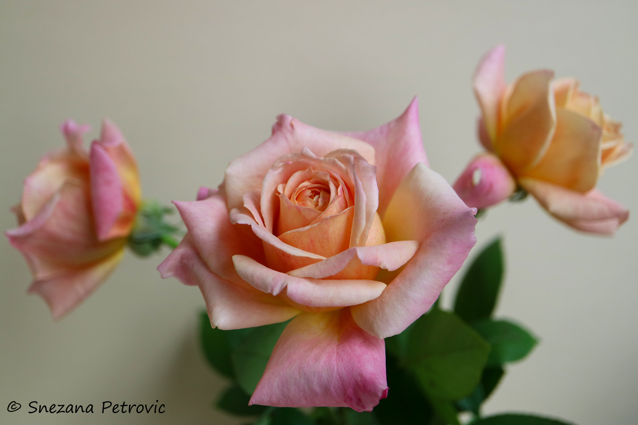 Beautiful Colorful Roses by Snezana Petrovic / 500px