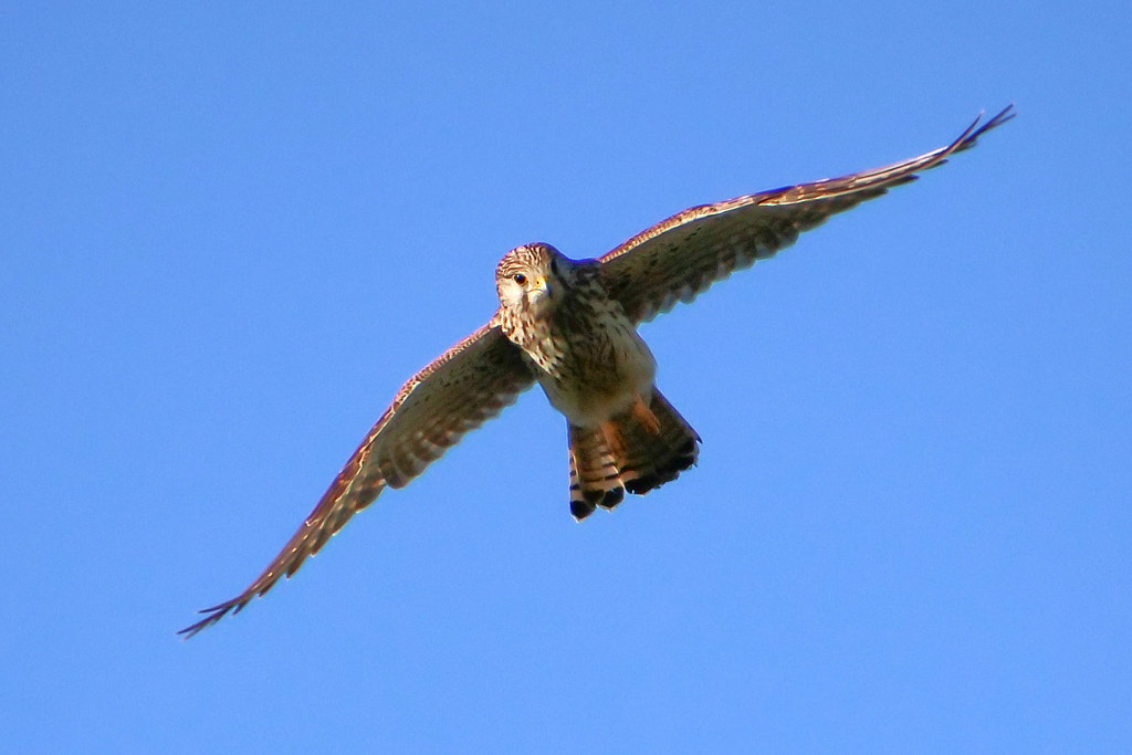 kestrel by Bruno SUIGNARD / 500px