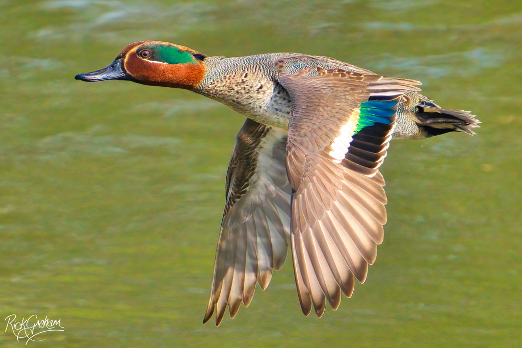 Top Duck: Maverick by Rick C. Graham / 500px
