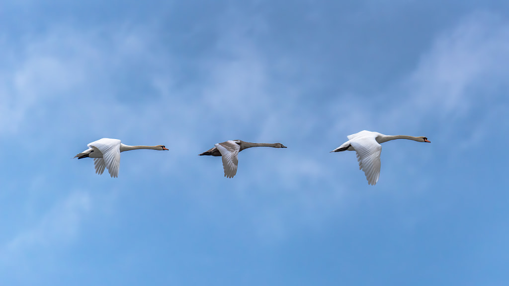 Three swans in flight by Peter Holowitz / 500px