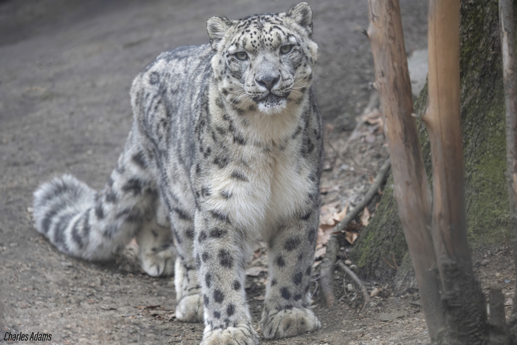 Snow Leopard Here's Looking At You by Charles Adams / 500px