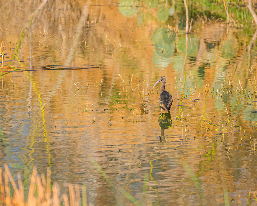 Ibis at Golden Hour by Peter B. Nyren / 500px