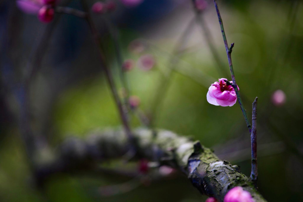 ～暗香清逸～ by 沁伊·Annie / 500px