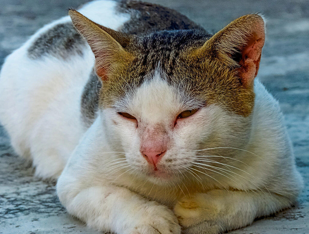 Billu by Sudip Mitra / 500px