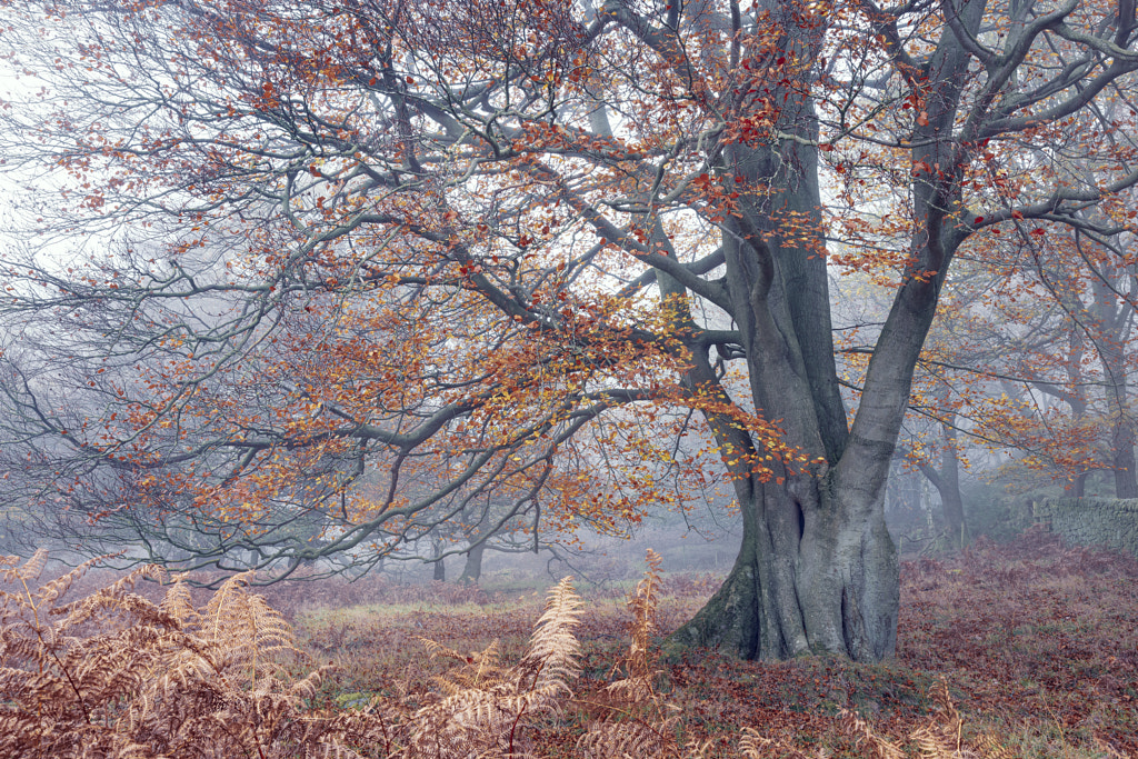 The Great Tree by Indra Delle / 500px