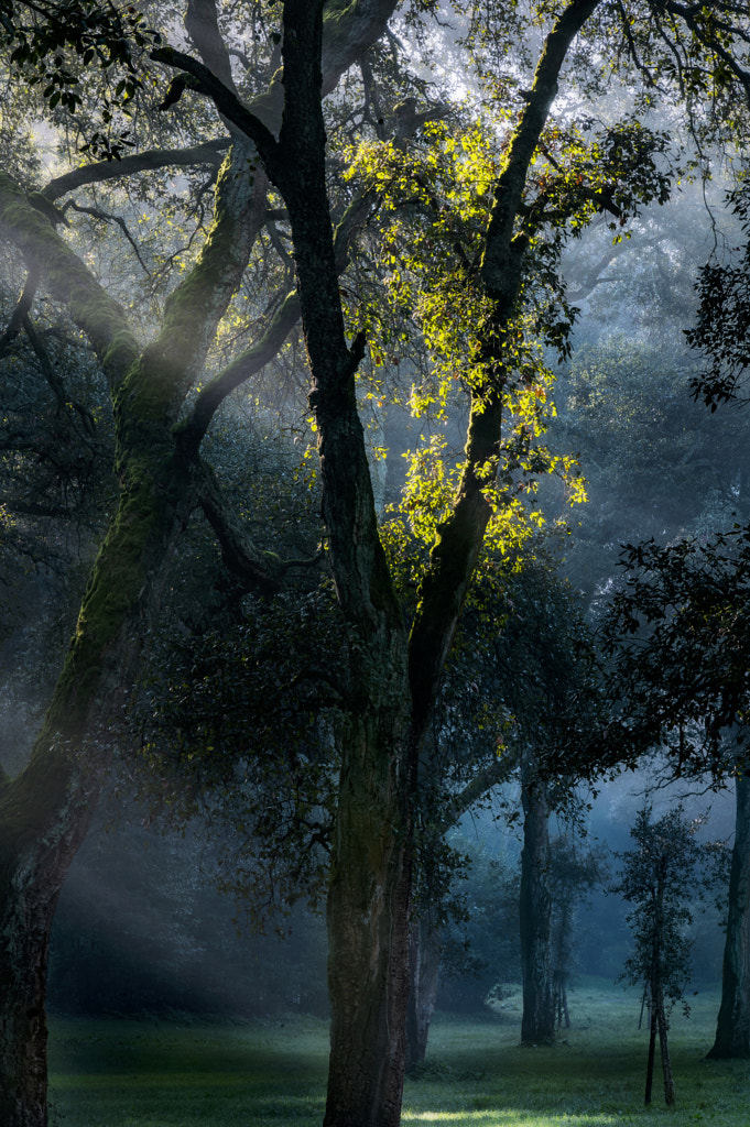 Un raggio di Luce by Patrizio Napolitano / 500px