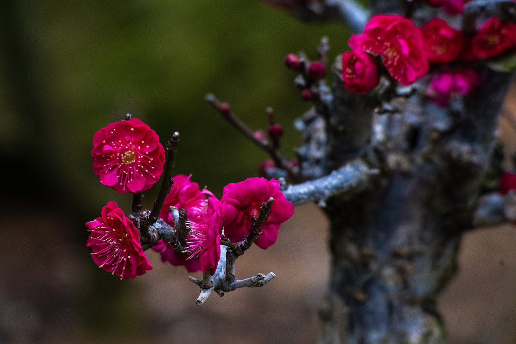 waiting for spring by future sung / 500px