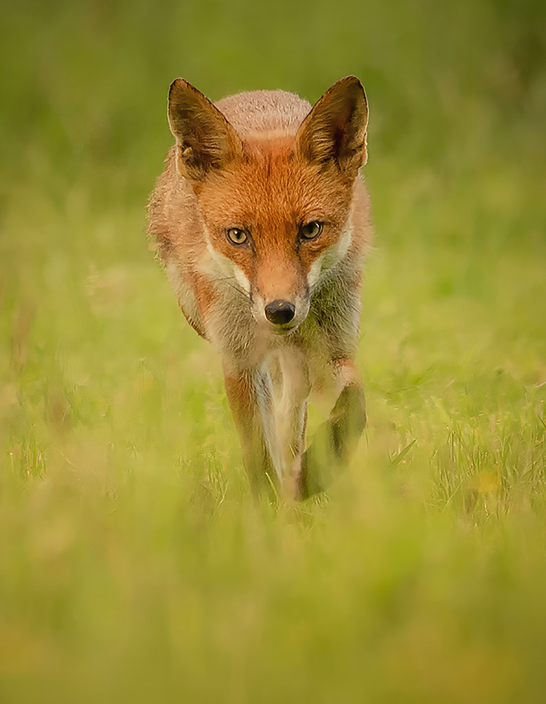 FOX STARE 2 by Les Wiggin / 500px