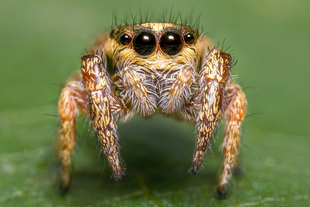 3mm Cute Jumping Spider by Abolfazl Arab / 500px