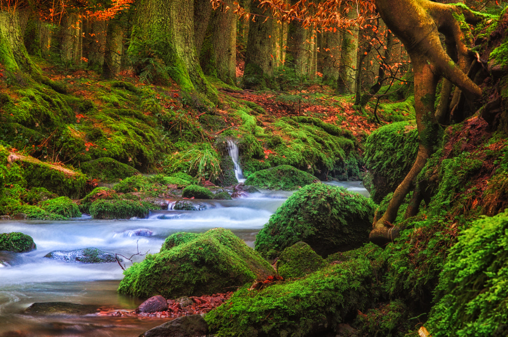 green winter power forest by Ralf Thomas / 500px